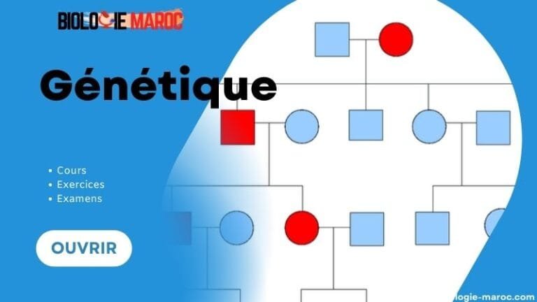 Génétique S5: Cours, Résumé, TD, TP & Examens Corrigés PDF