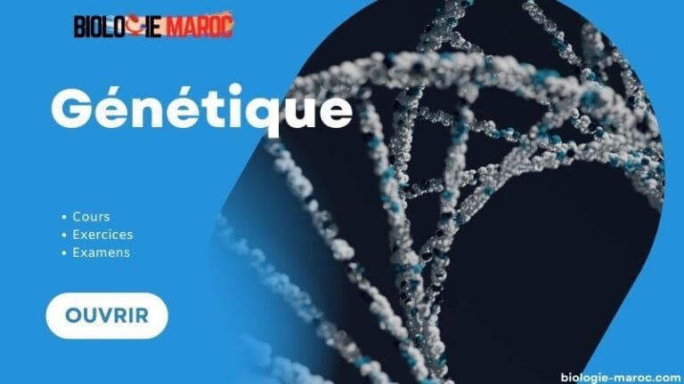 Génétique S4 PDF: Cours, TD & Examens Corrigés SVI